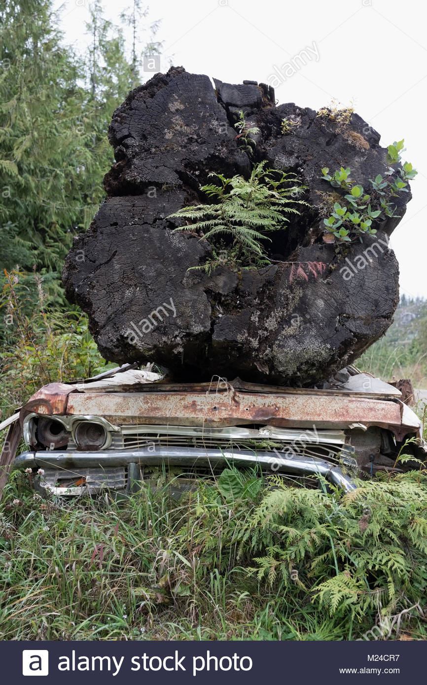 Fallen plant hi-res stock photography and images - Alamy