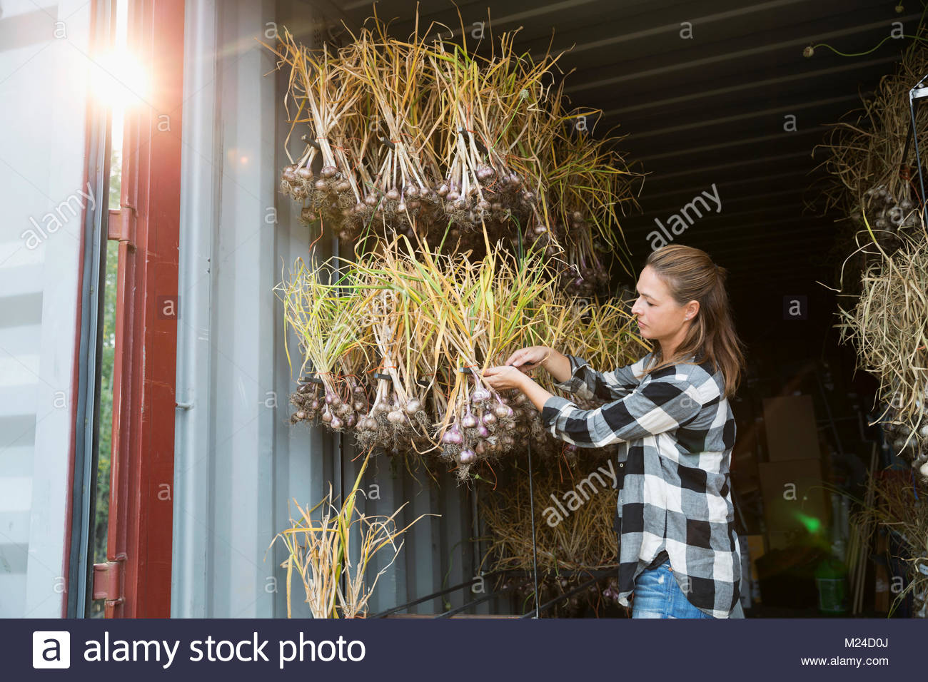 Hanging garlic hi-res stock photography and images - Alamy
