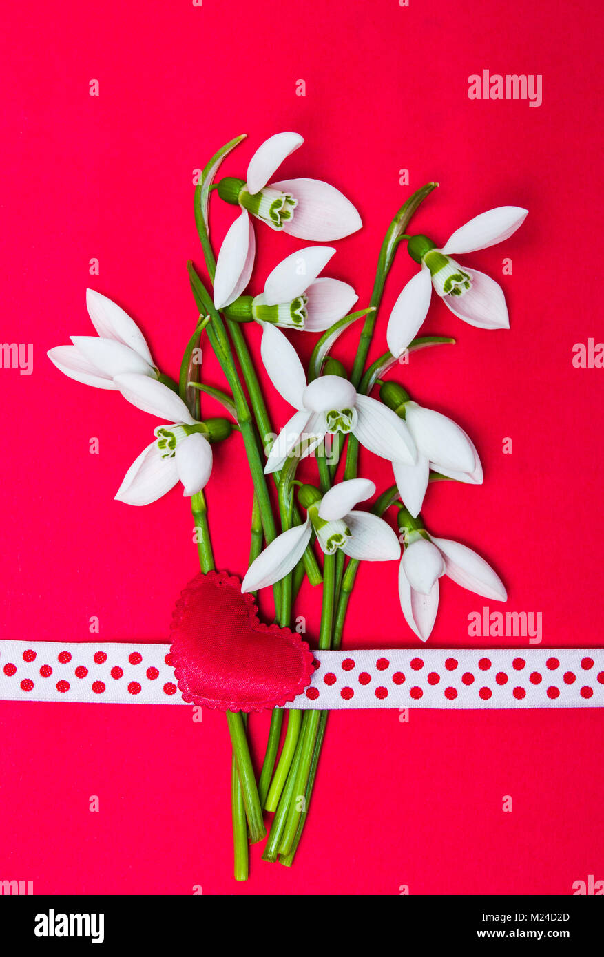 Snowdrop flowers and small heart on red background Stock Photo - Alamy