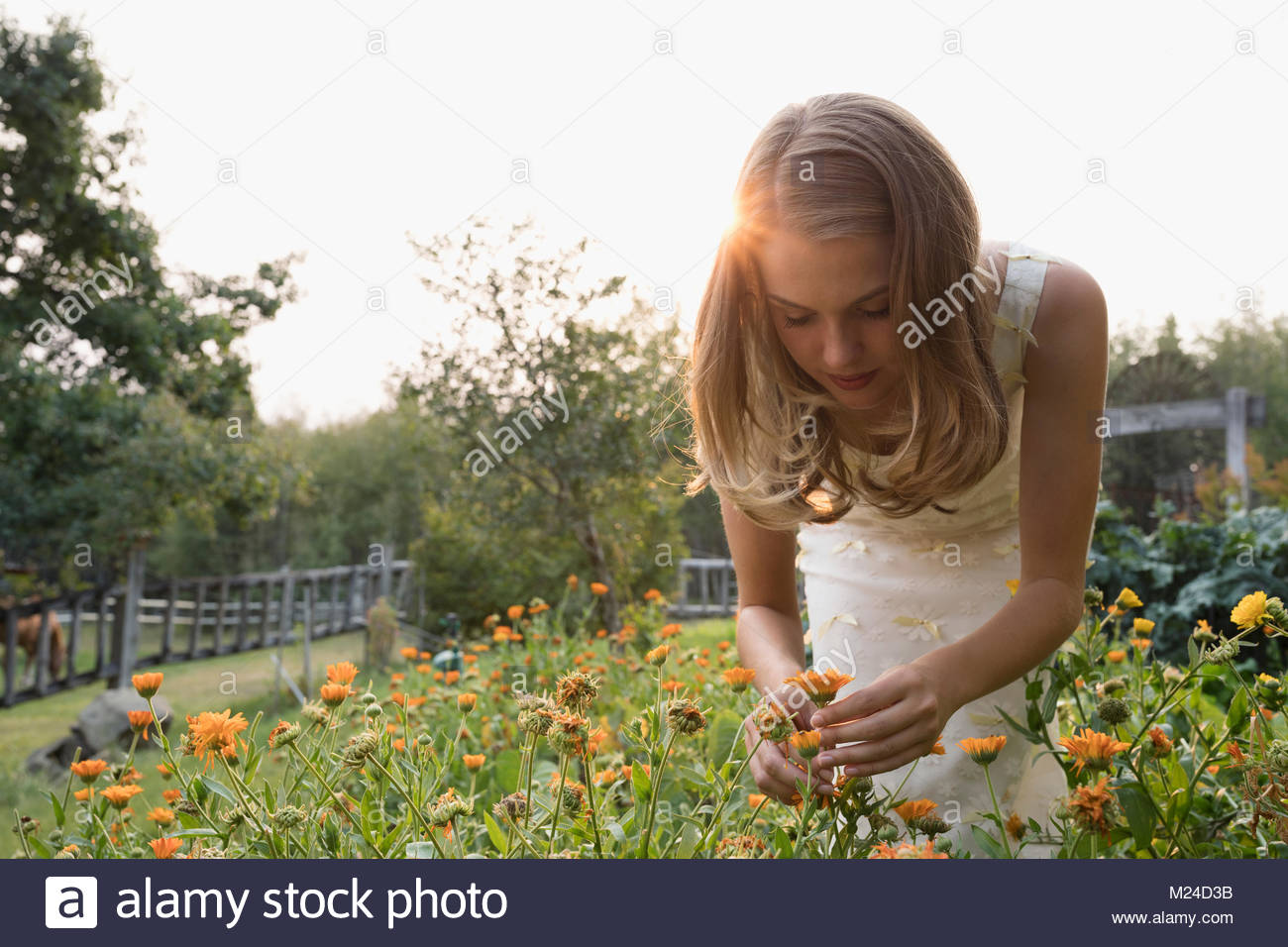Young woman picking flowers in tranquil garden Stock Photo - Alamy