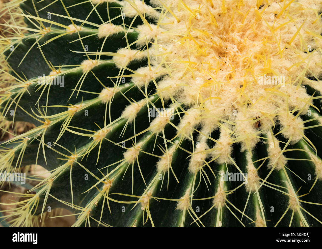 Golden Barrel Cactus, close-up Stock Photo - Alamy