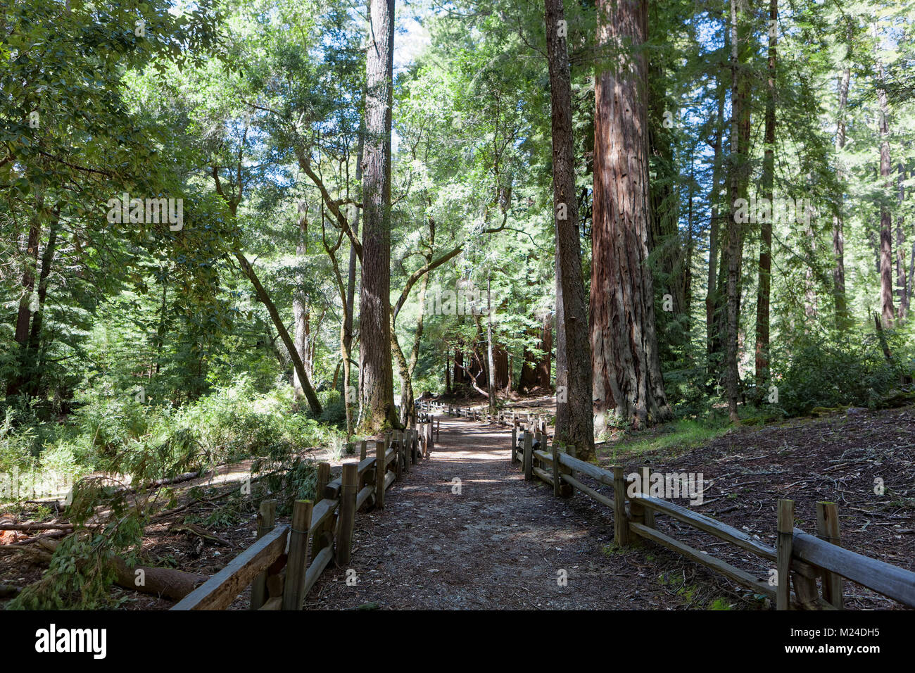 Trail through the redwood trees Stock Photo - Alamy