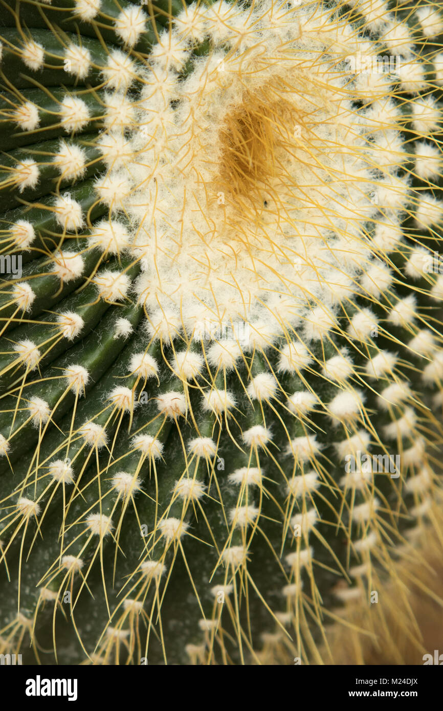 Golden Barrel Cactus, close-up Stock Photo - Alamy