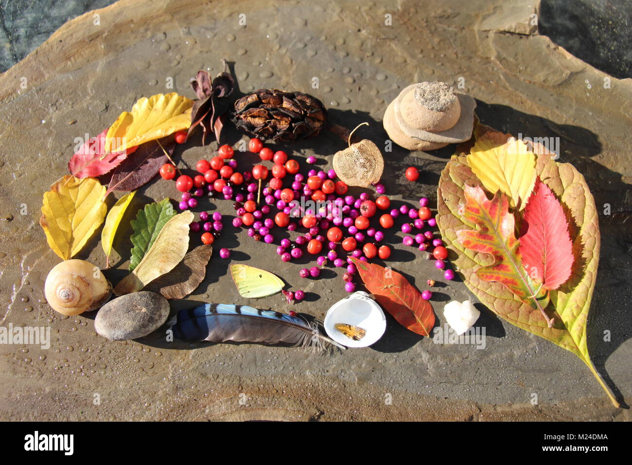 Naturalist collection hi-res stock photography and images - Alamy