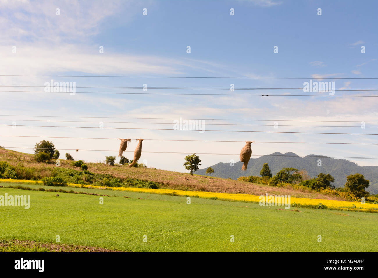 : nests of weaver bird at telephone lines, , Shan State, Myanmar (Burma ...