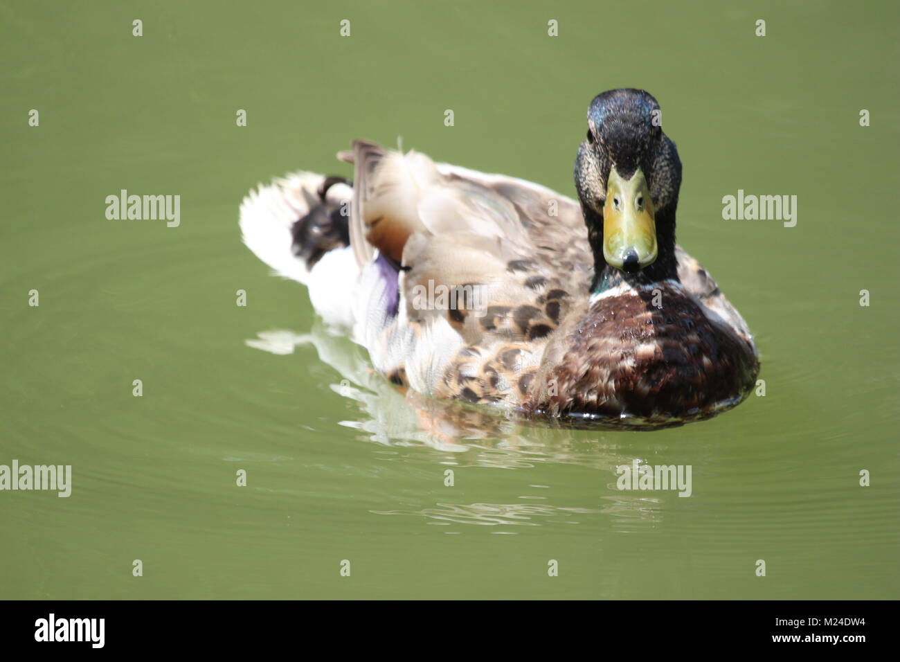 A friendly duck saying hello at the arboretum Stock Photo - Alamy