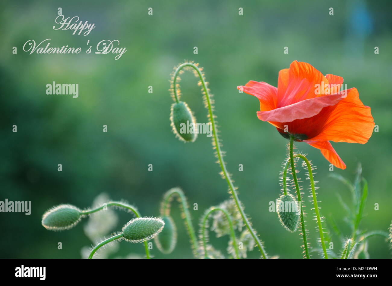 Red poppies in blurred background for Valentine's day, with text: happy ...