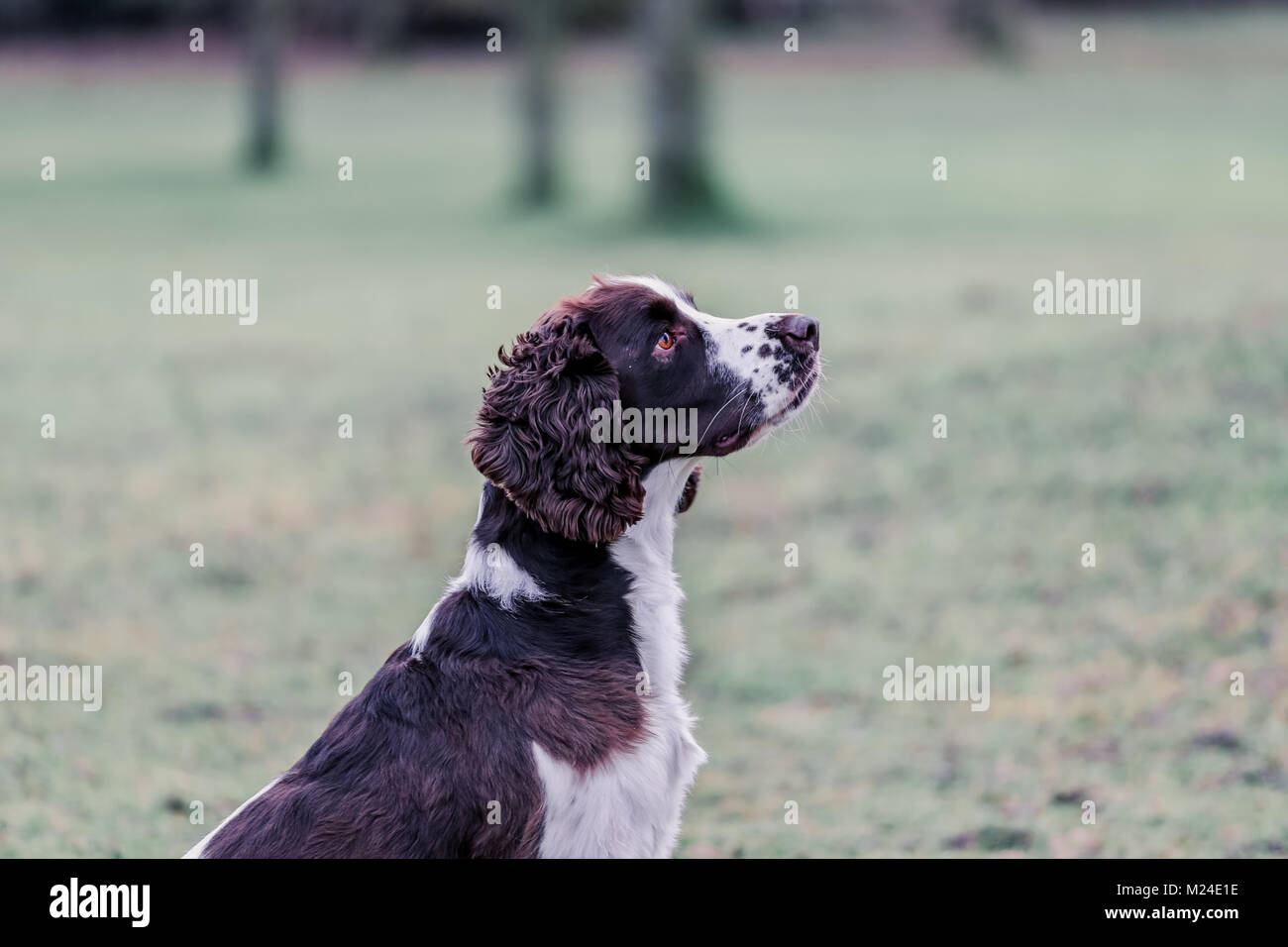 Liver and White Springer Spaniel on a walk outside, Oxfordshire, UK ...