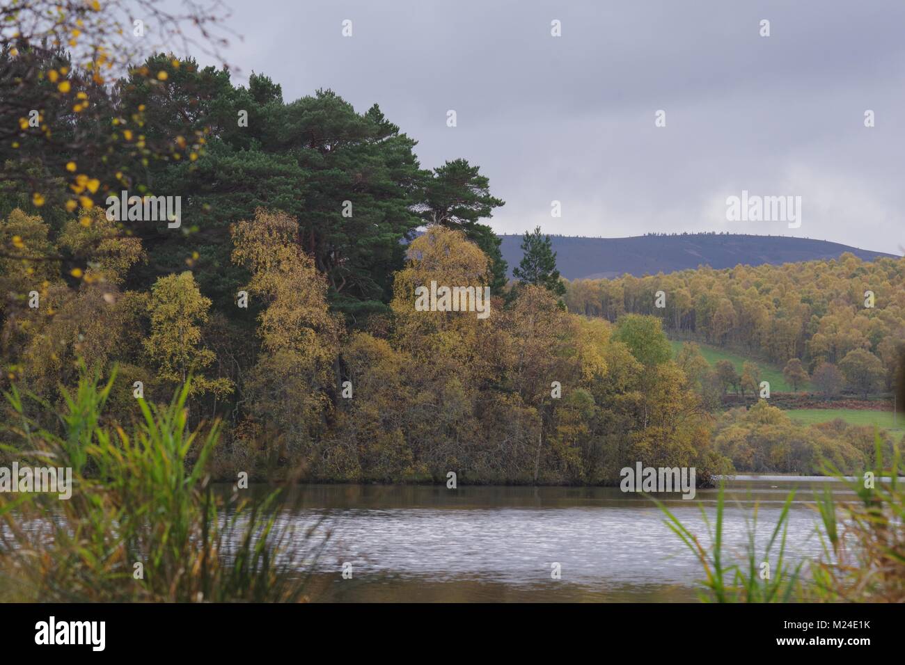 Autumn Woodland Landscape and Crannog Island on Loch Kinord, Muir of ...