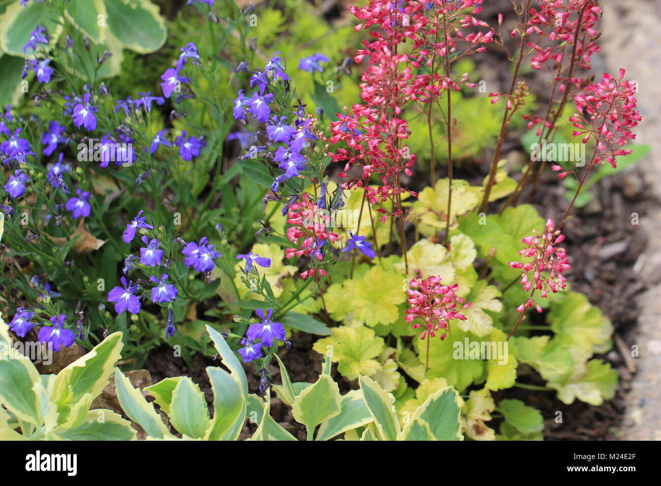 Textures of plants and flowers in the garden Stock Photo - Alamy