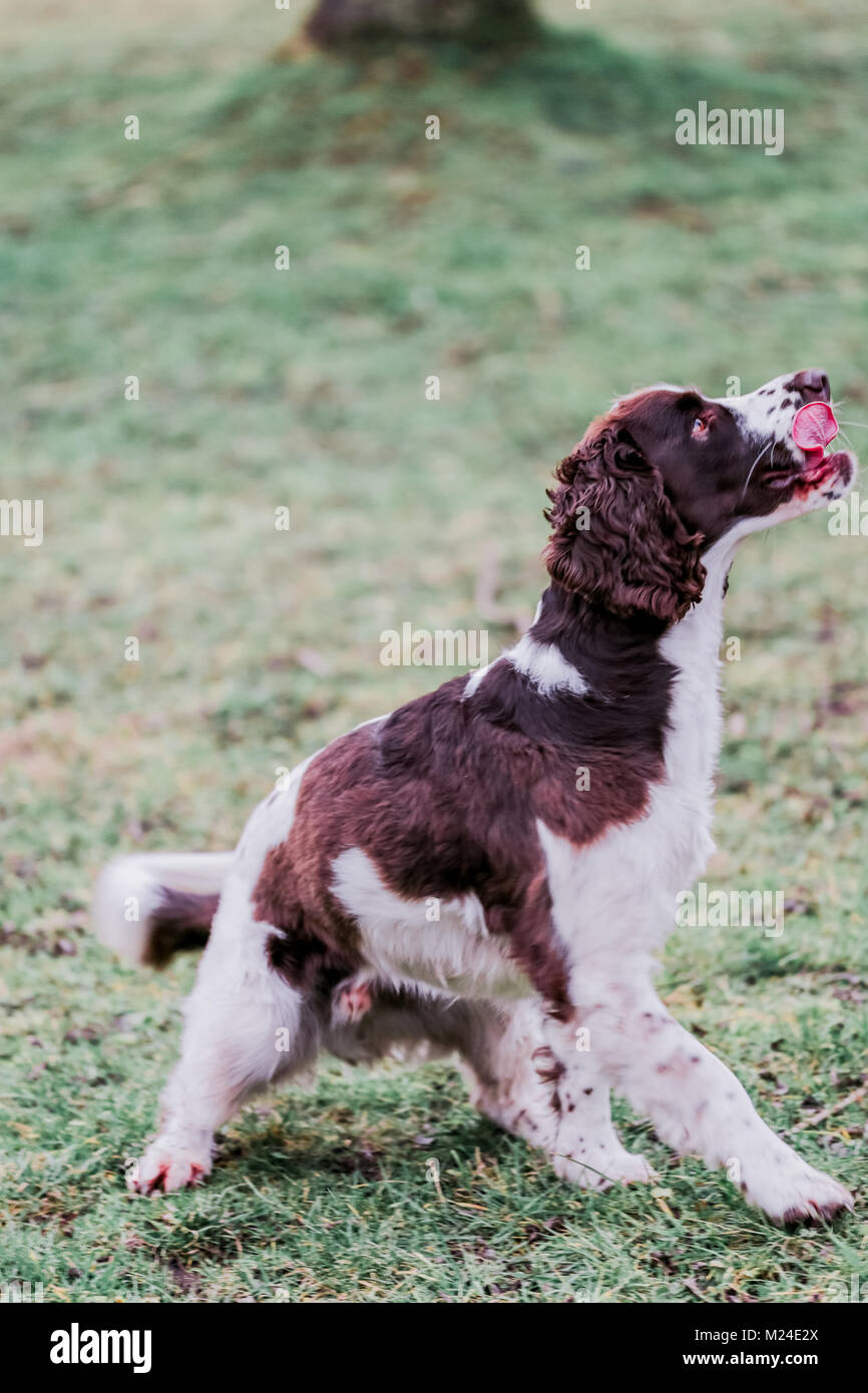 Liver and White Springer Spaniel on a walk outside, Oxfordshire, UK ...
