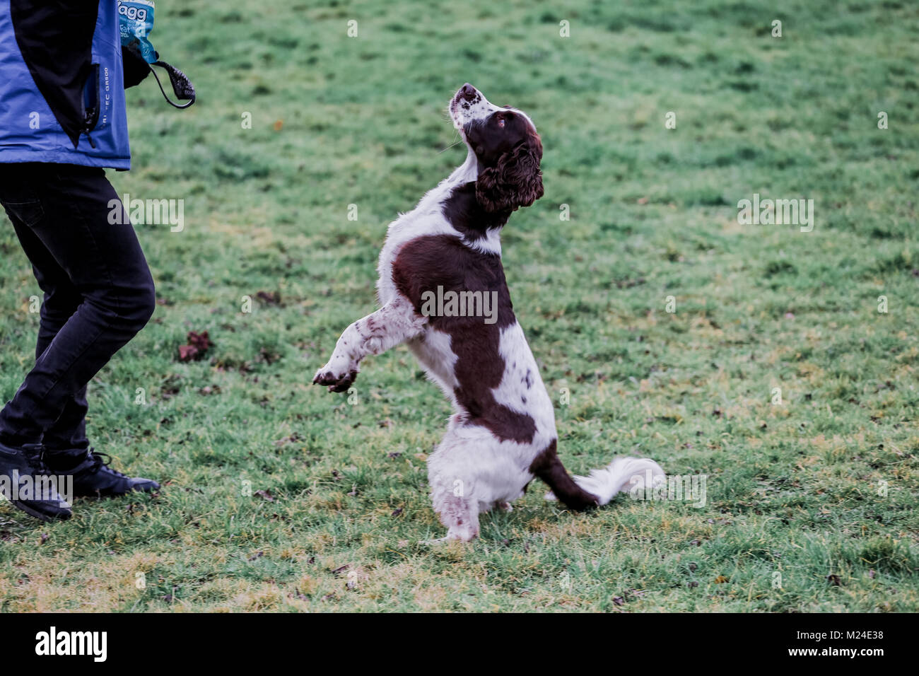 Liver and White Springer Spaniel on a walk outside, Oxfordshire, UK ...