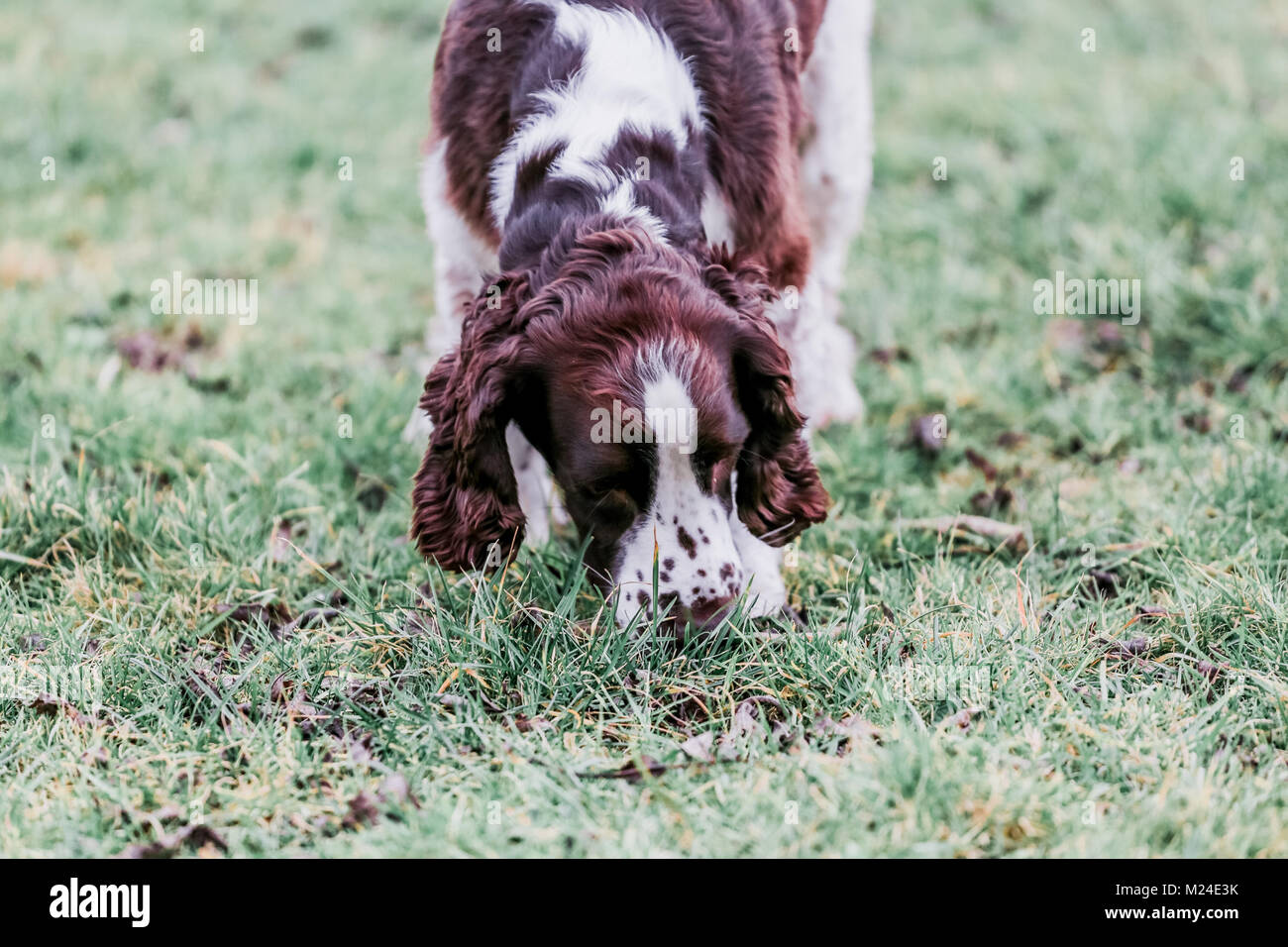 Liver and White Springer Spaniel on a walk outside, Oxfordshire, UK ...