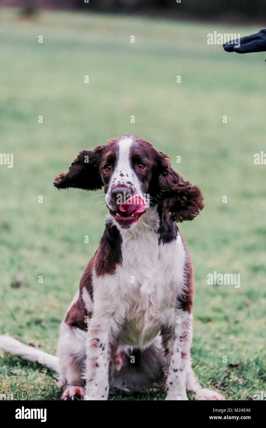 Liver and White Springer Spaniel on a walk outside, Oxfordshire, UK ...