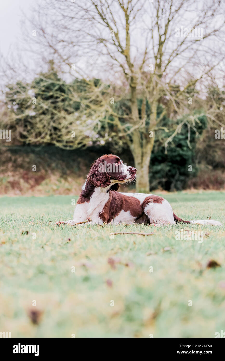 Liver and White Springer Spaniel on a walk outside, Oxfordshire, UK ...