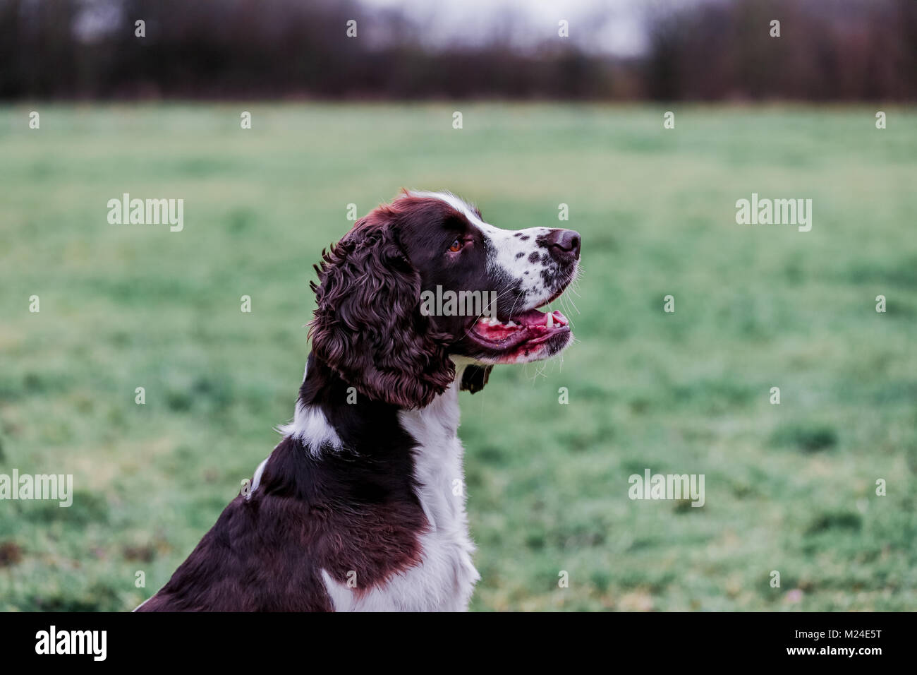 Liver and White Springer Spaniel on a walk outside, Oxfordshire, UK ...