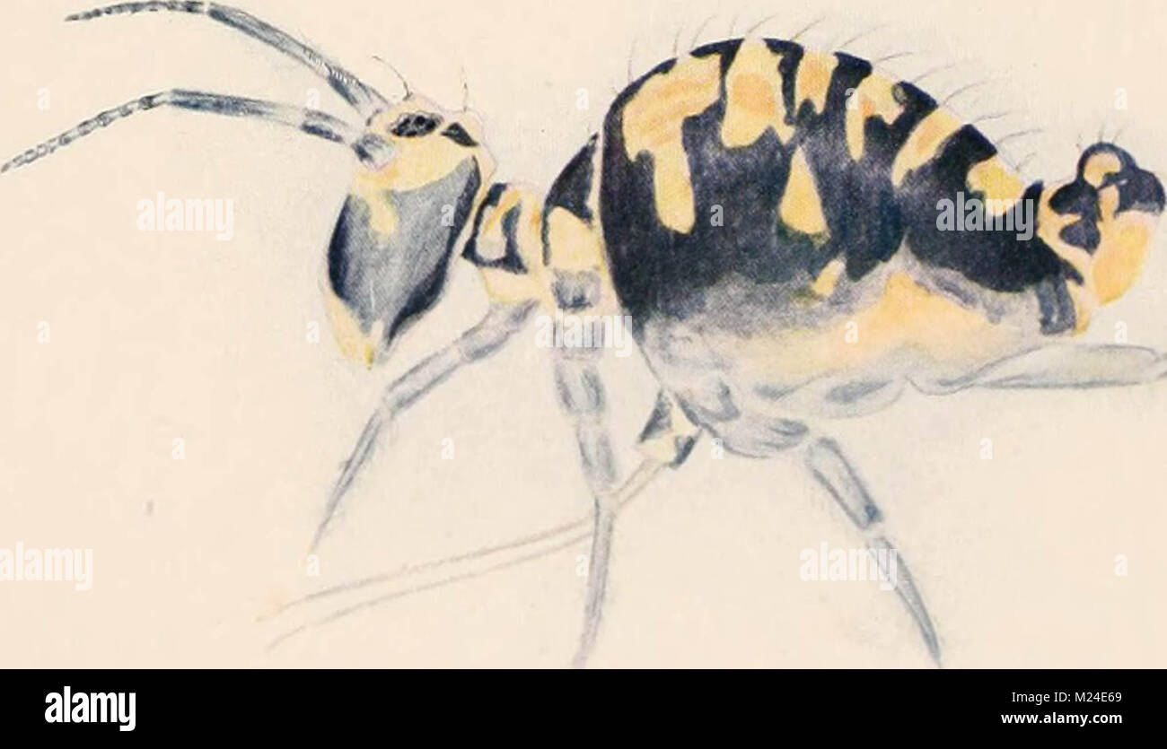 "The collembola of Minnesota" (1903 Stock Photo - Alamy