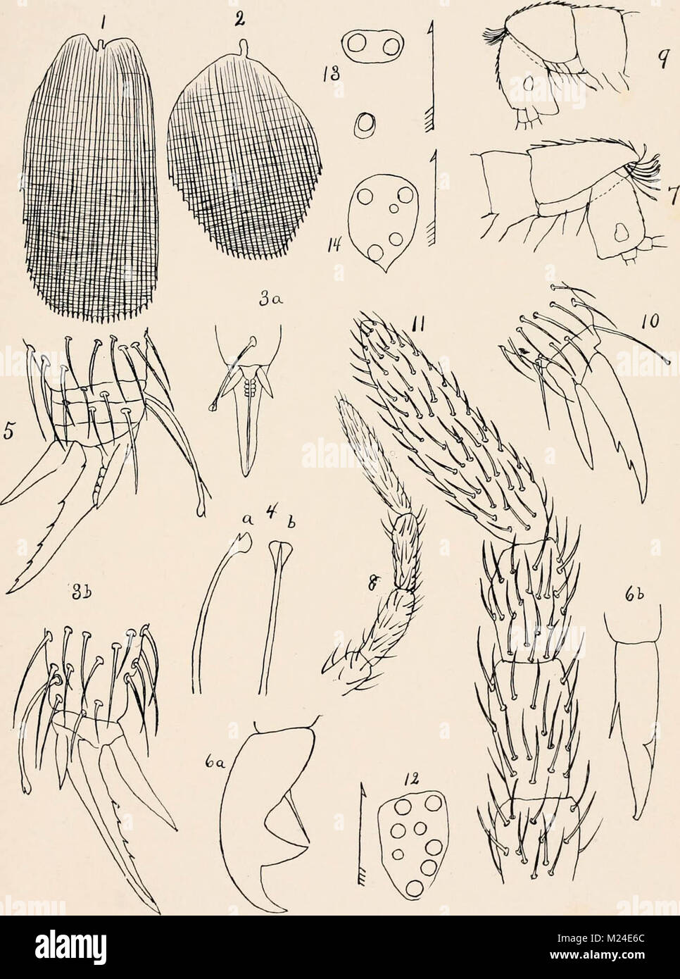"The collembola of Minnesota" (1903 Stock Photo - Alamy