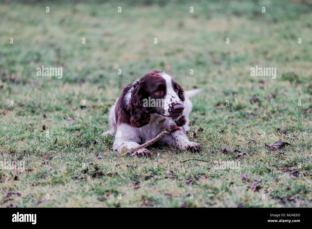 Liver and White Springer Spaniel on a walk outside, Oxfordshire, UK ...