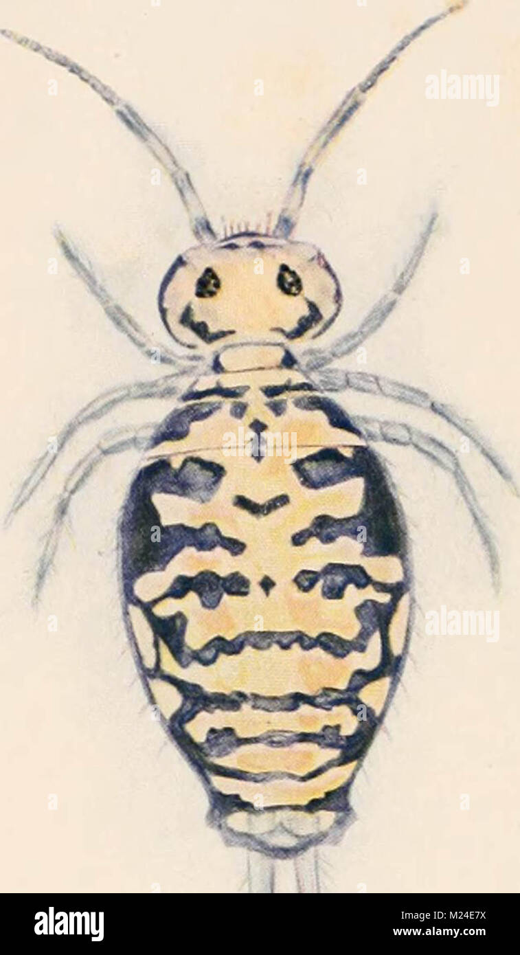 "The collembola of Minnesota" (1903 Stock Photo - Alamy