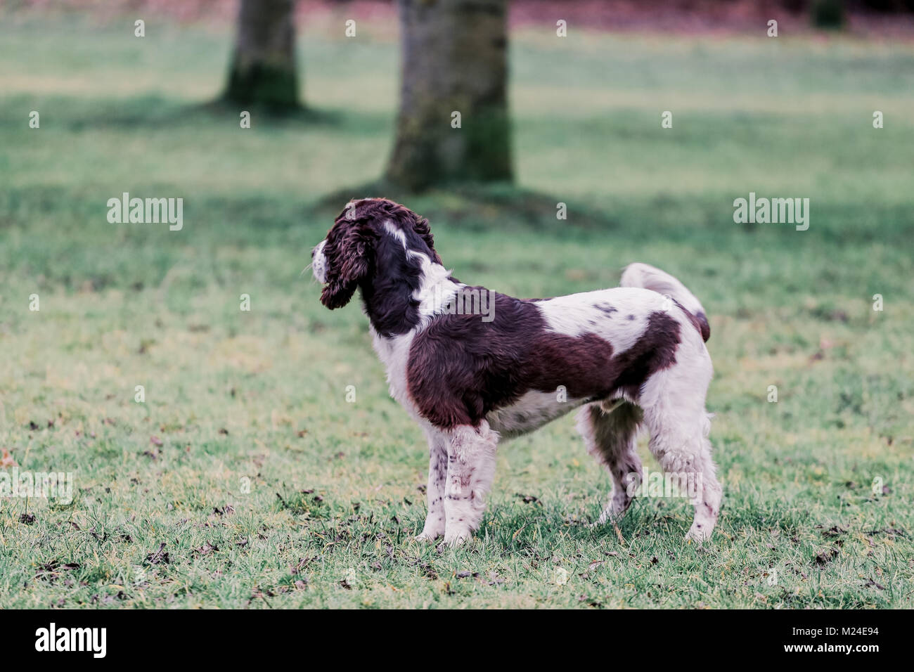 Liver and White Springer Spaniel on a walk outside, Oxfordshire, UK ...