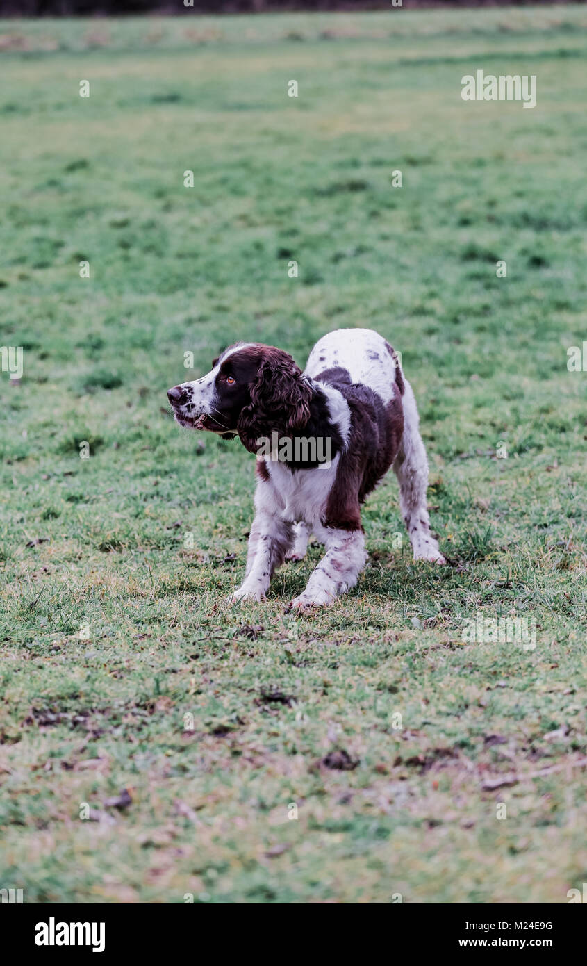 Liver and White Springer Spaniel on a walk outside, Oxfordshire, UK ...