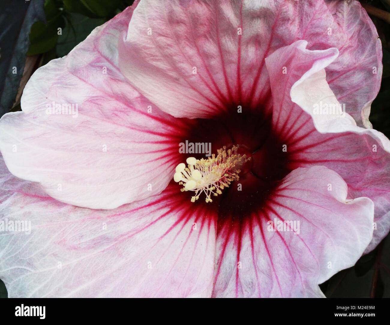 Huge dinner-plate sized mallow bloom Stock Photo - Alamy