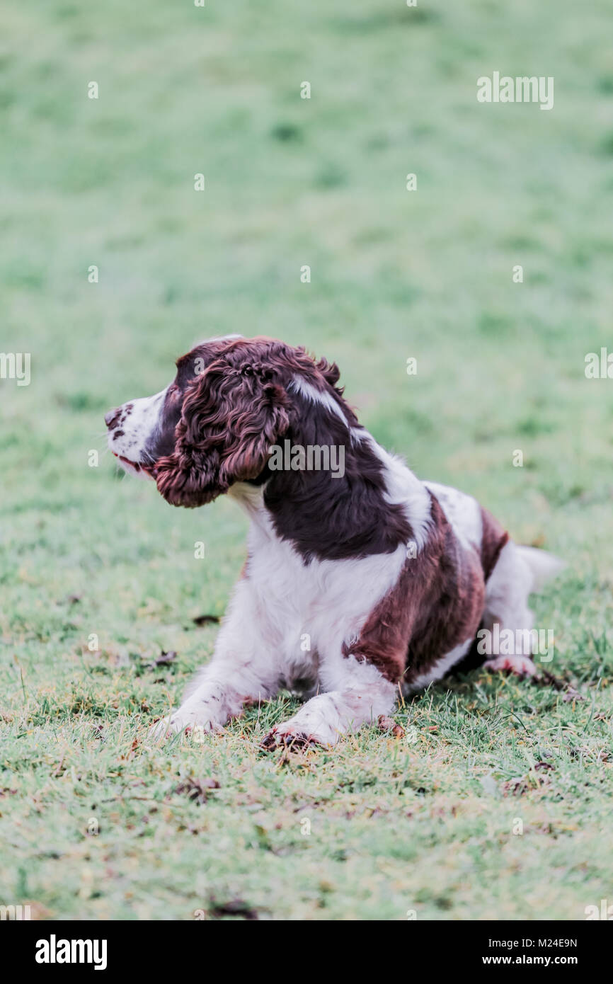 Liver and White Springer Spaniel on a walk outside, Oxfordshire, UK ...