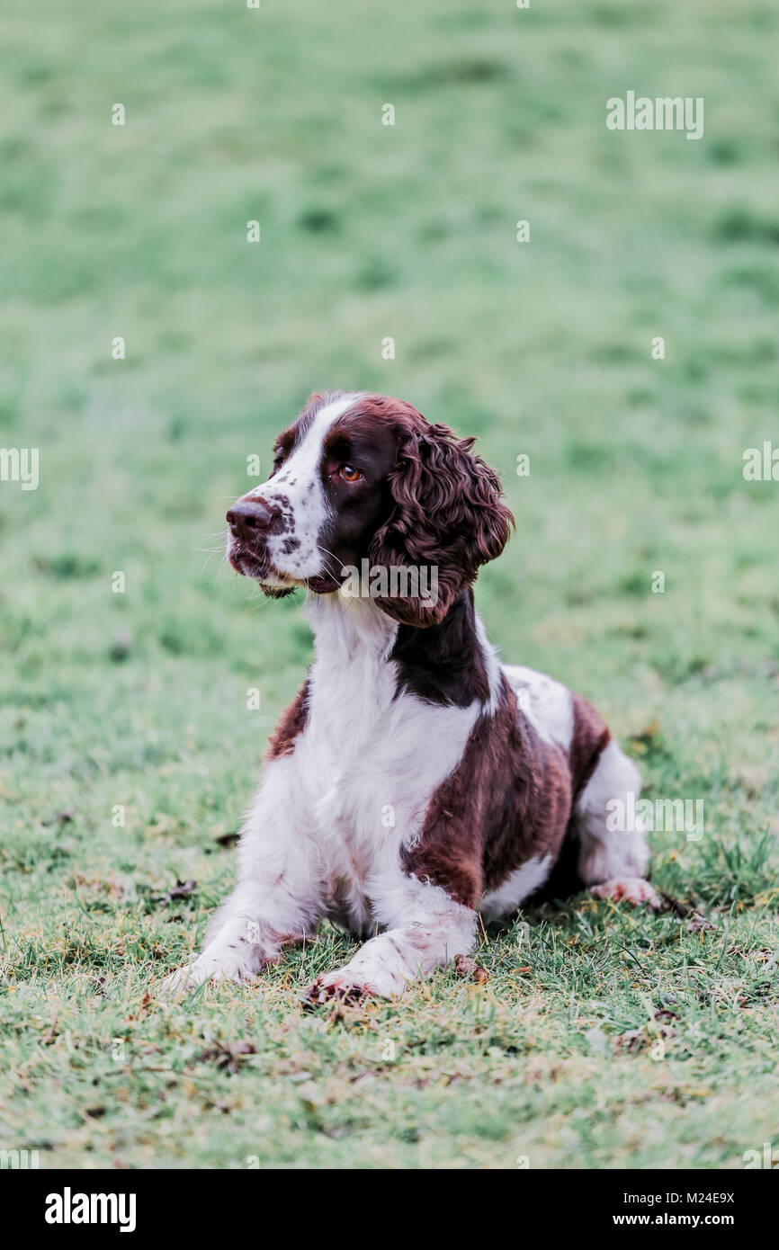 Liver and White Springer Spaniel on a walk outside, Oxfordshire, UK ...