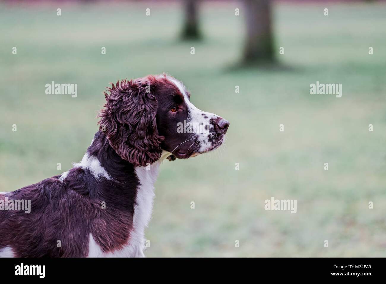 Liver and White Springer Spaniel on a walk outside, Oxfordshire, UK ...
