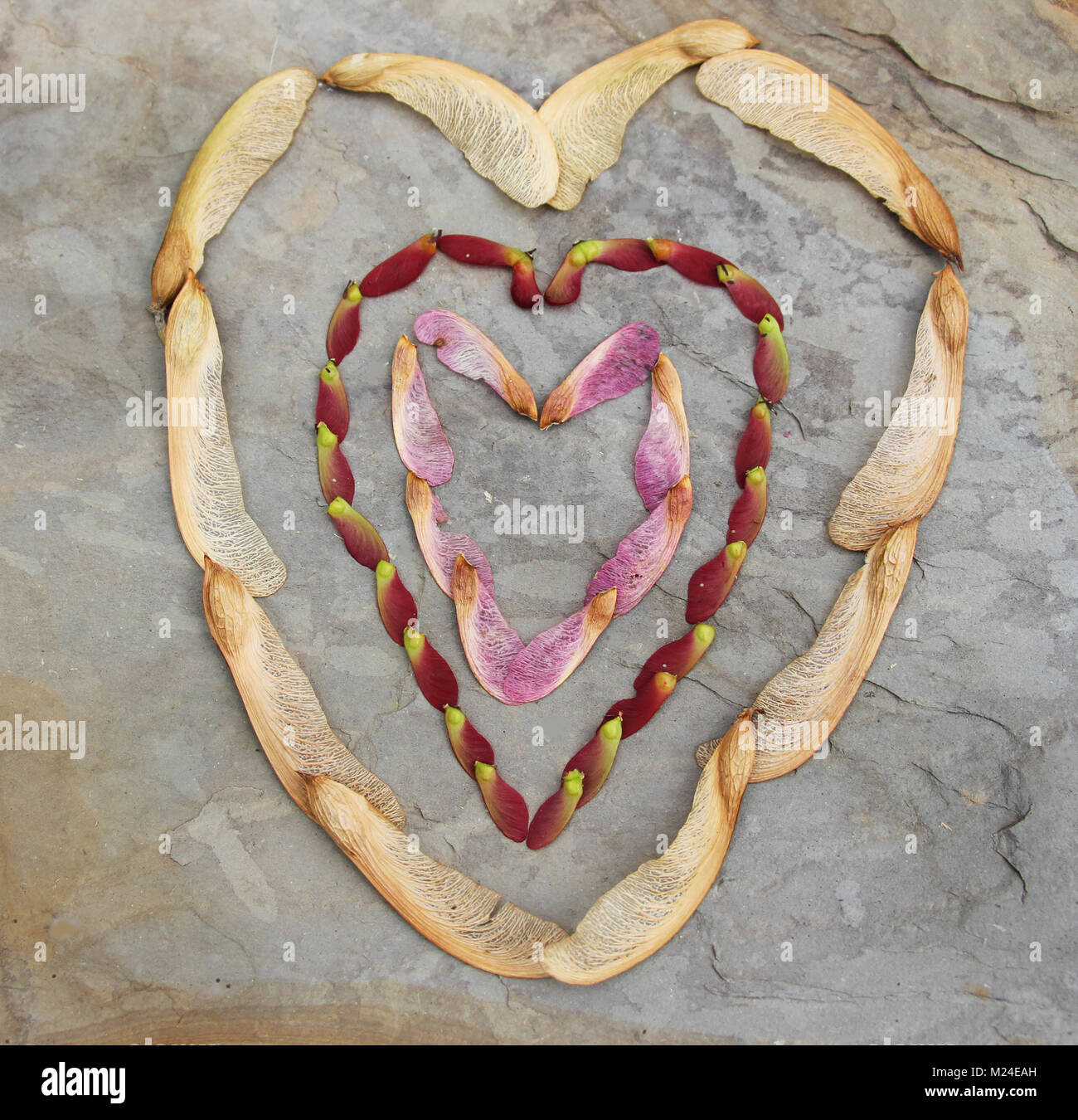Maple Seed Hearts Stock Photo - Alamy