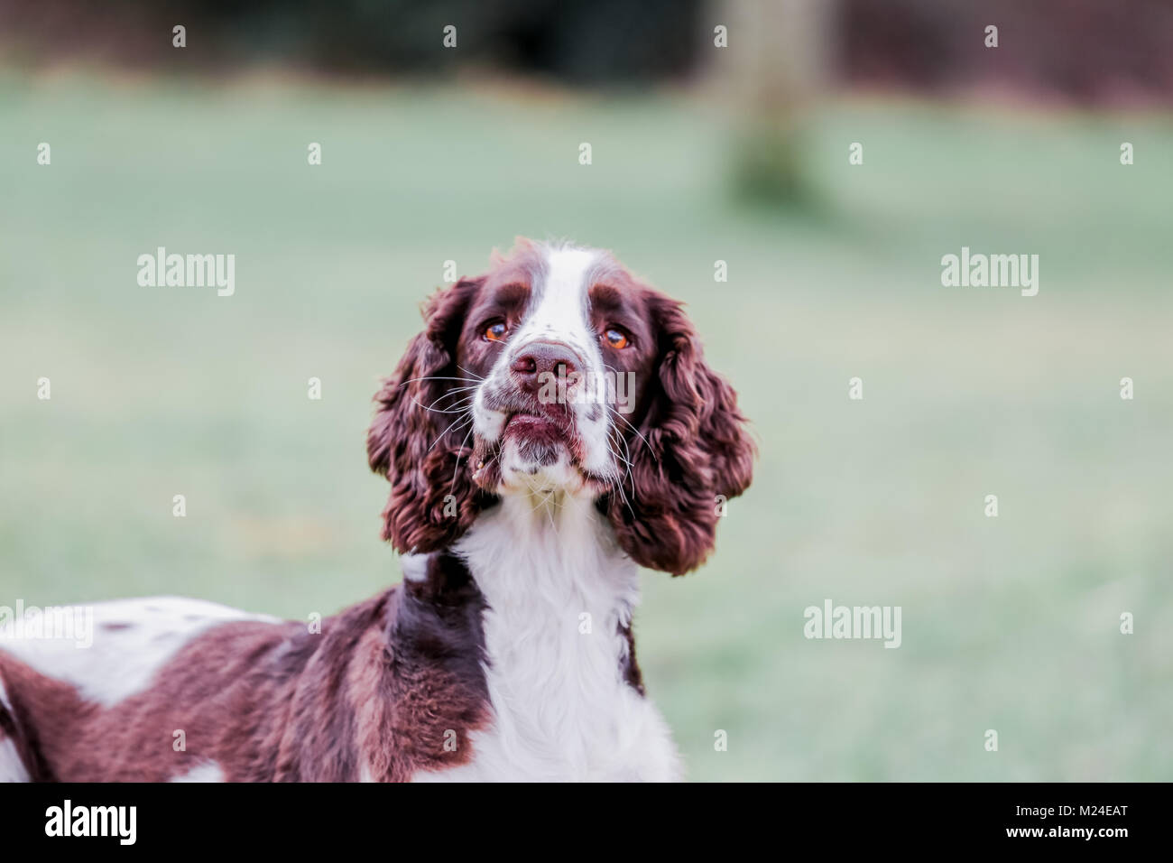 English springer spaniels hi-res stock photography and images - Alamy