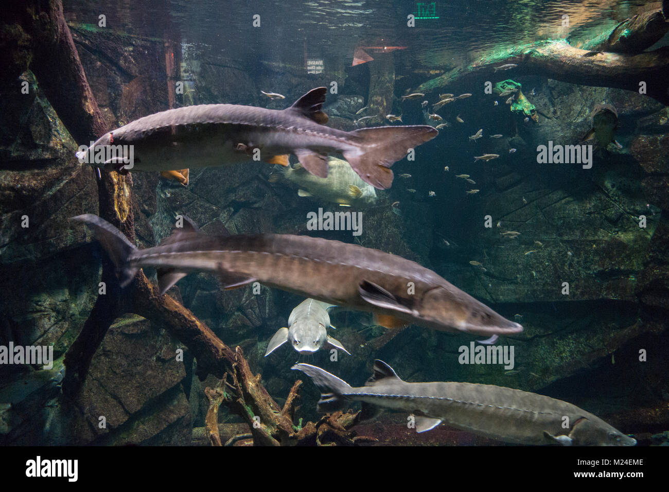 Echo leahy center for lake champlain hi-res stock photography and ...