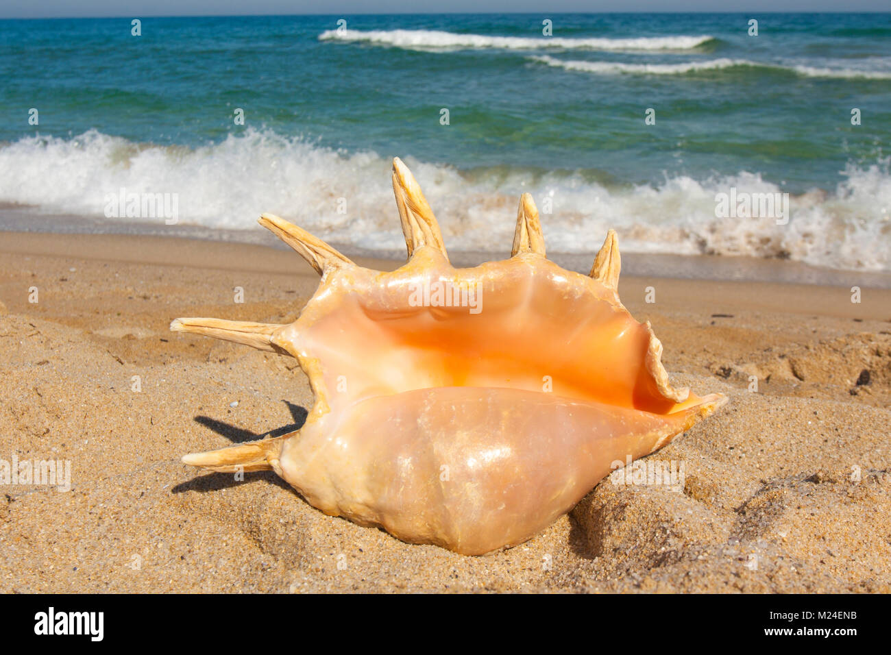Big shell on sandy beach, part of sea water with waves and part of sky ...