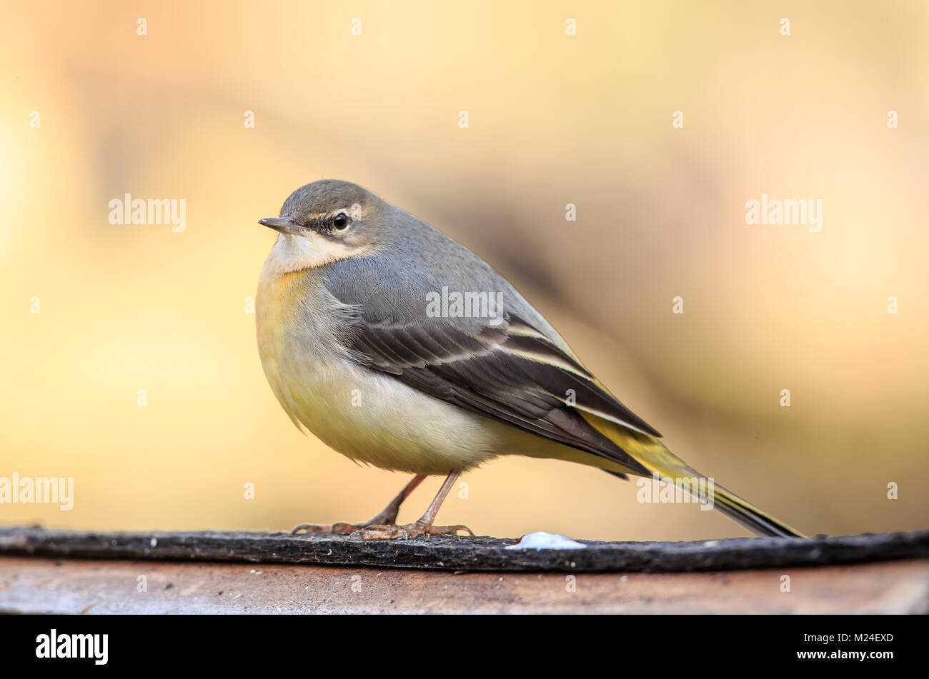 Grey wagtail perched branch hi-res stock photography and images - Alamy