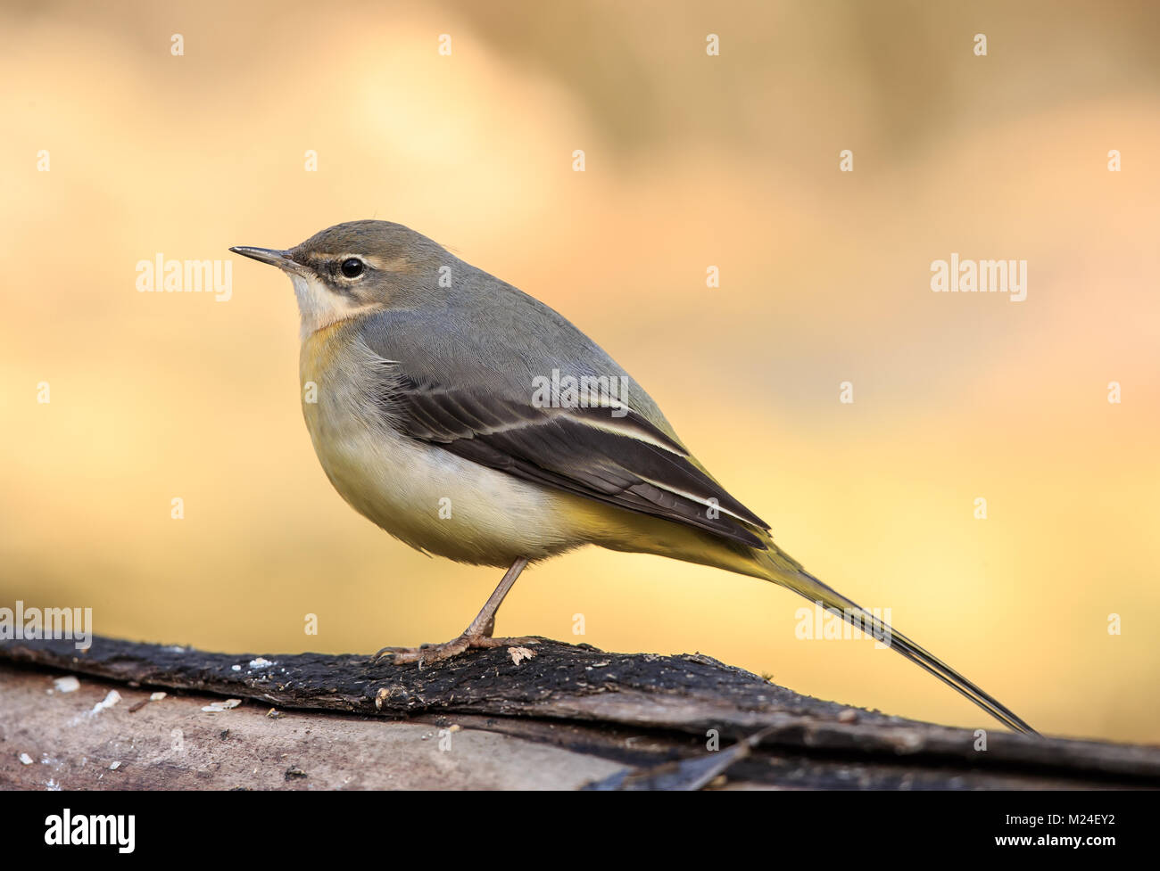 Grey wagtail perched branch hi-res stock photography and images - Alamy