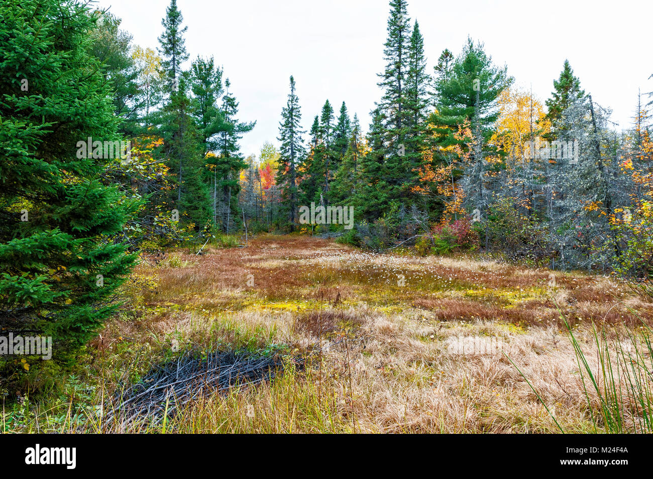 Marsh grass landscapes hi-res stock photography and images - Alamy