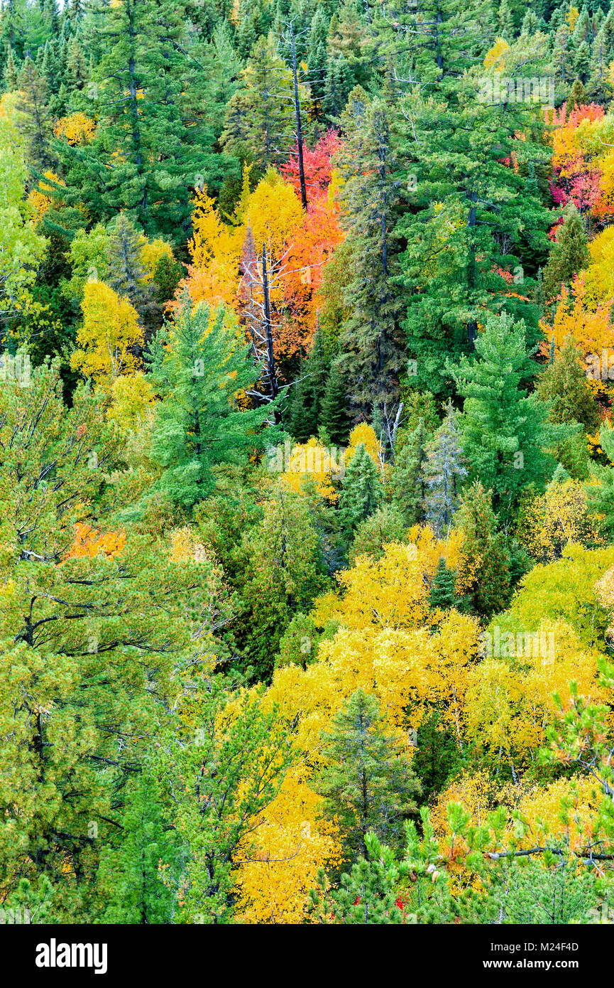 Vivid fall colours in northern ontario Stock Photo - Alamy