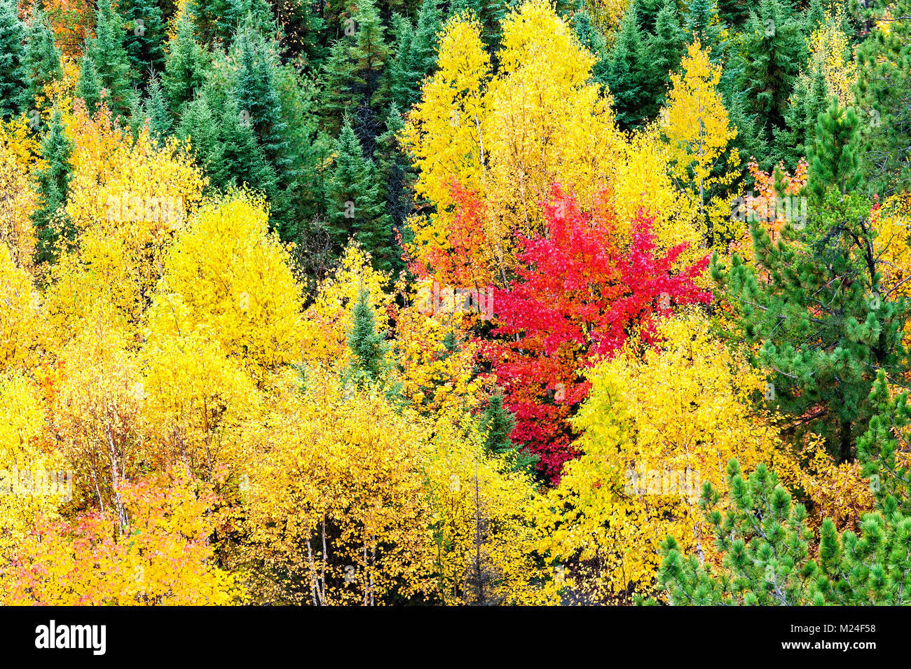 Vivid fall colours in northern ontario Stock Photo - Alamy
