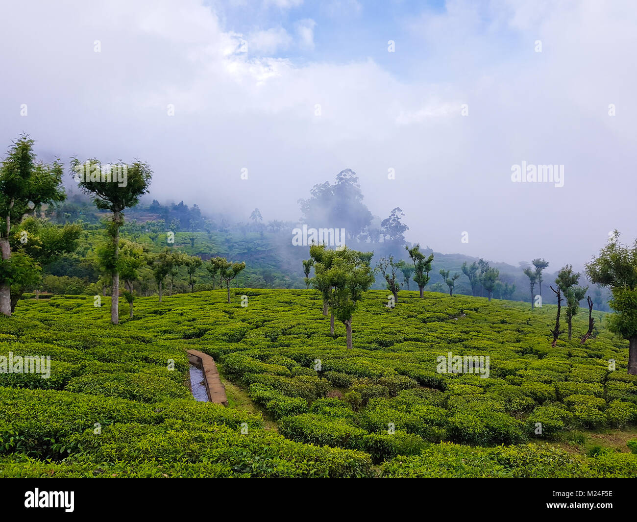 Ooty tea plantations, Tamil Nadu, India Stock Photo - Alamy