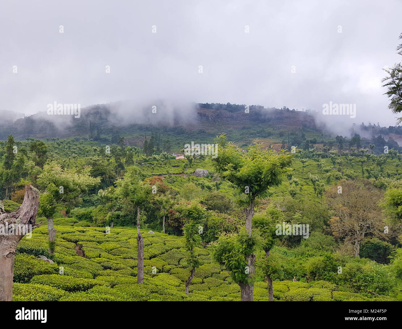 Ooty tea plantations hi-res stock photography and images - Alamy