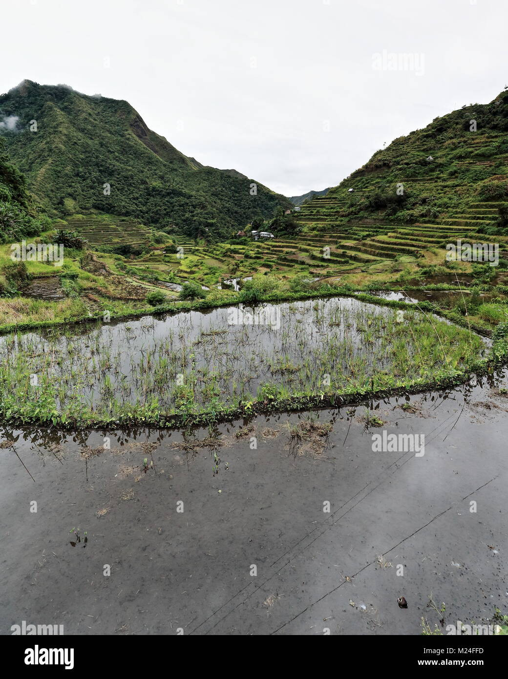 The Batad village cluster-part of the Rice Terraces of the Philippine ...