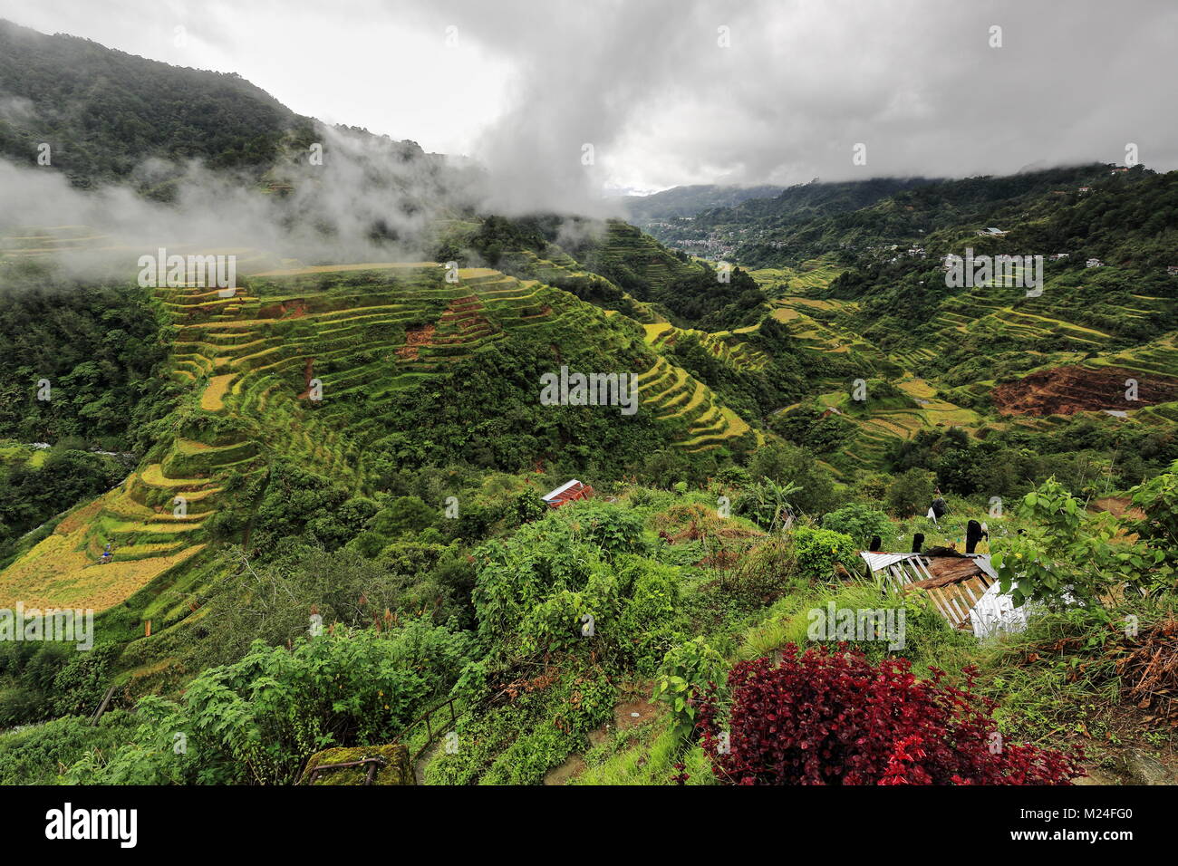 Igorot rice terraces Philippines - NativeHistory.Info