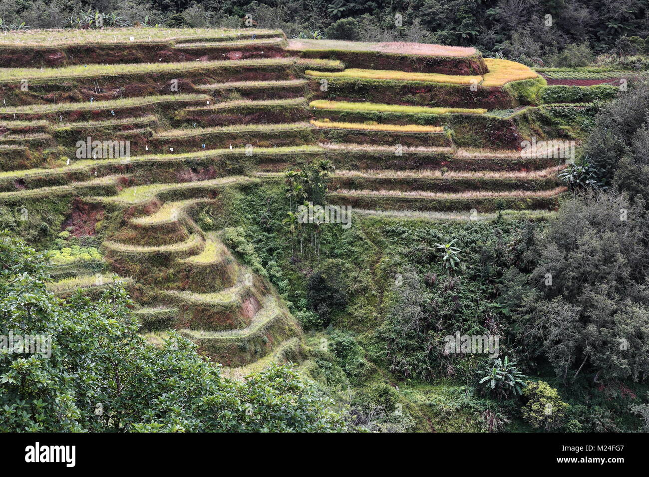 The Banaue village cluster-part of the Rice Terraces of the Philippine ...