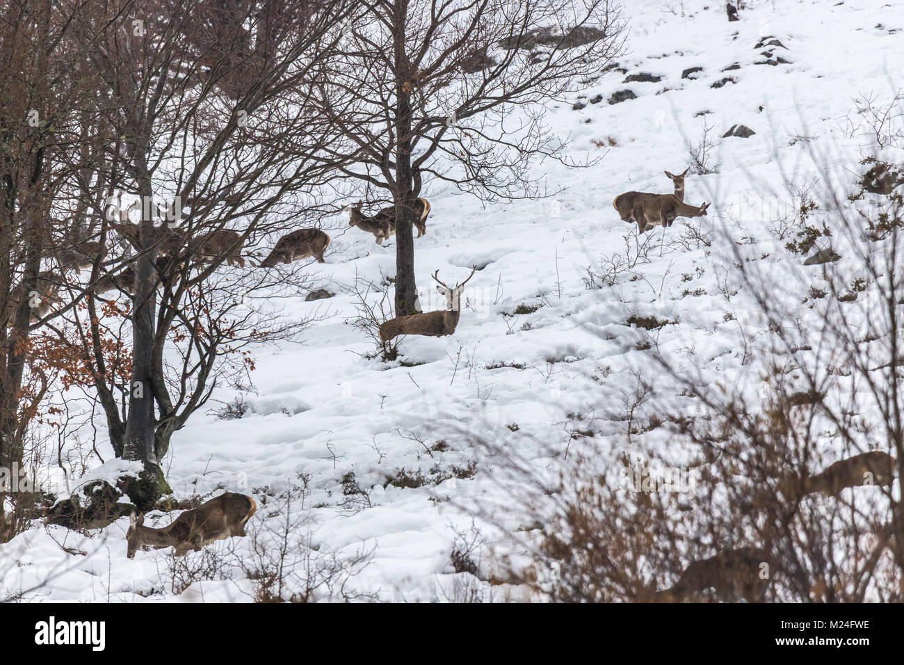 deer in the snow in the mountains of Asturias, after the intense ...