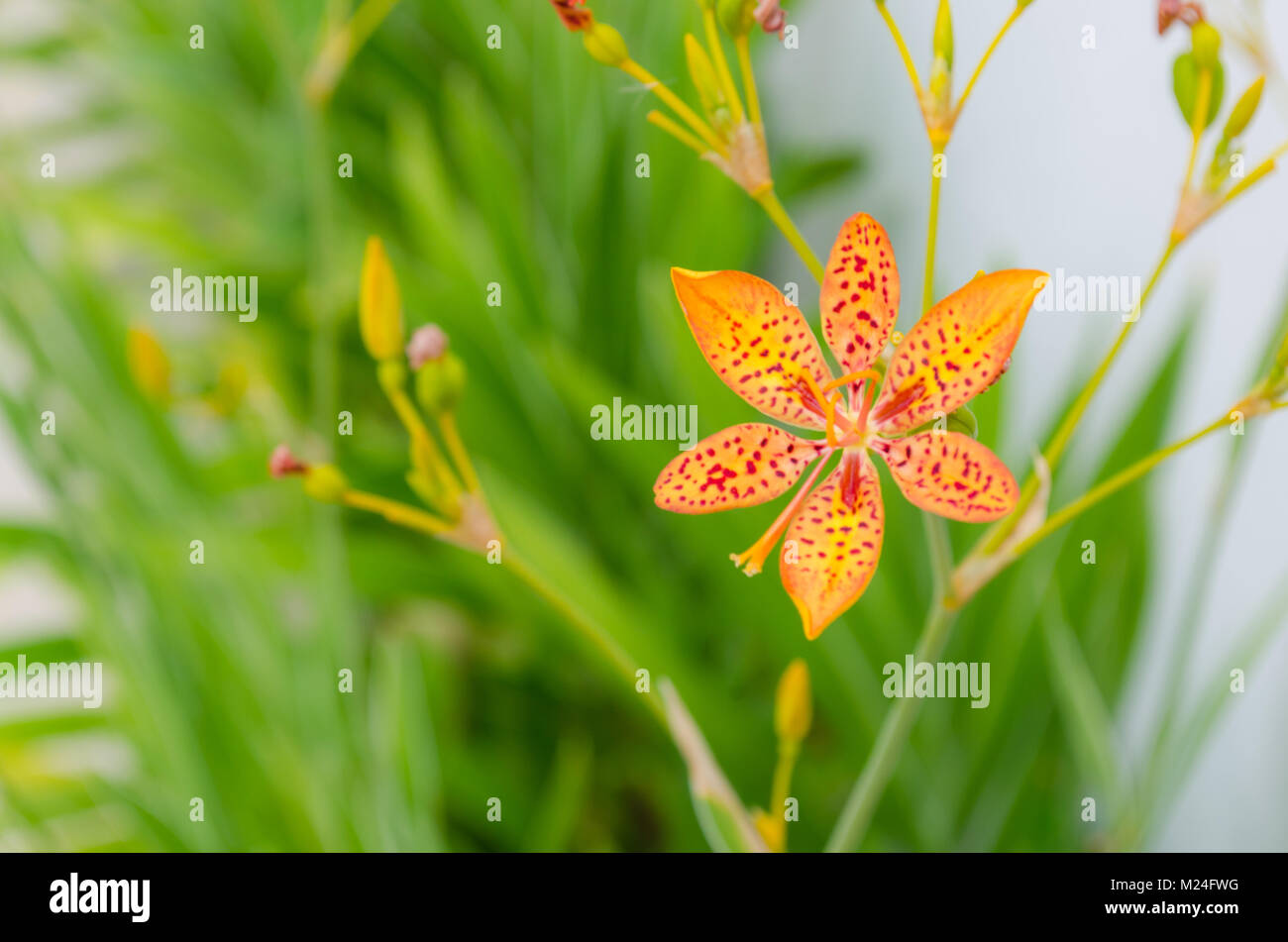 little flower of leopard lily with in a green background and beautiful ...