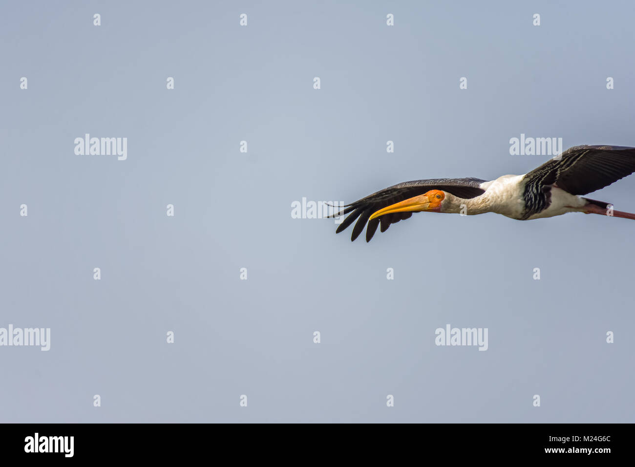 Flying painted stork hi-res stock photography and images - Alamy