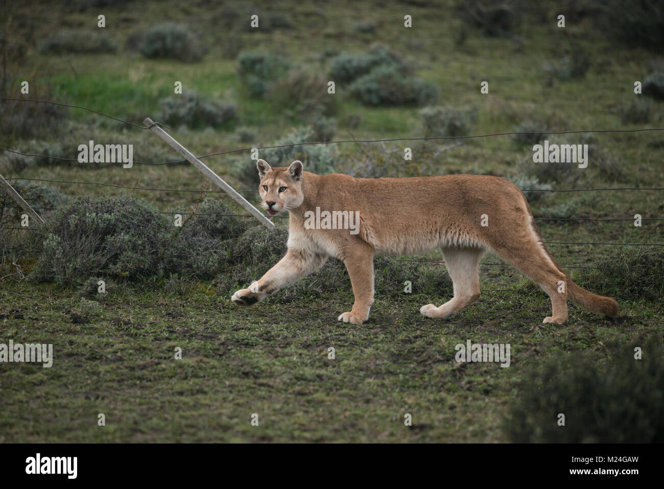A Puma from Torres del Paine National Park, Chile Stock Photo - Alamy