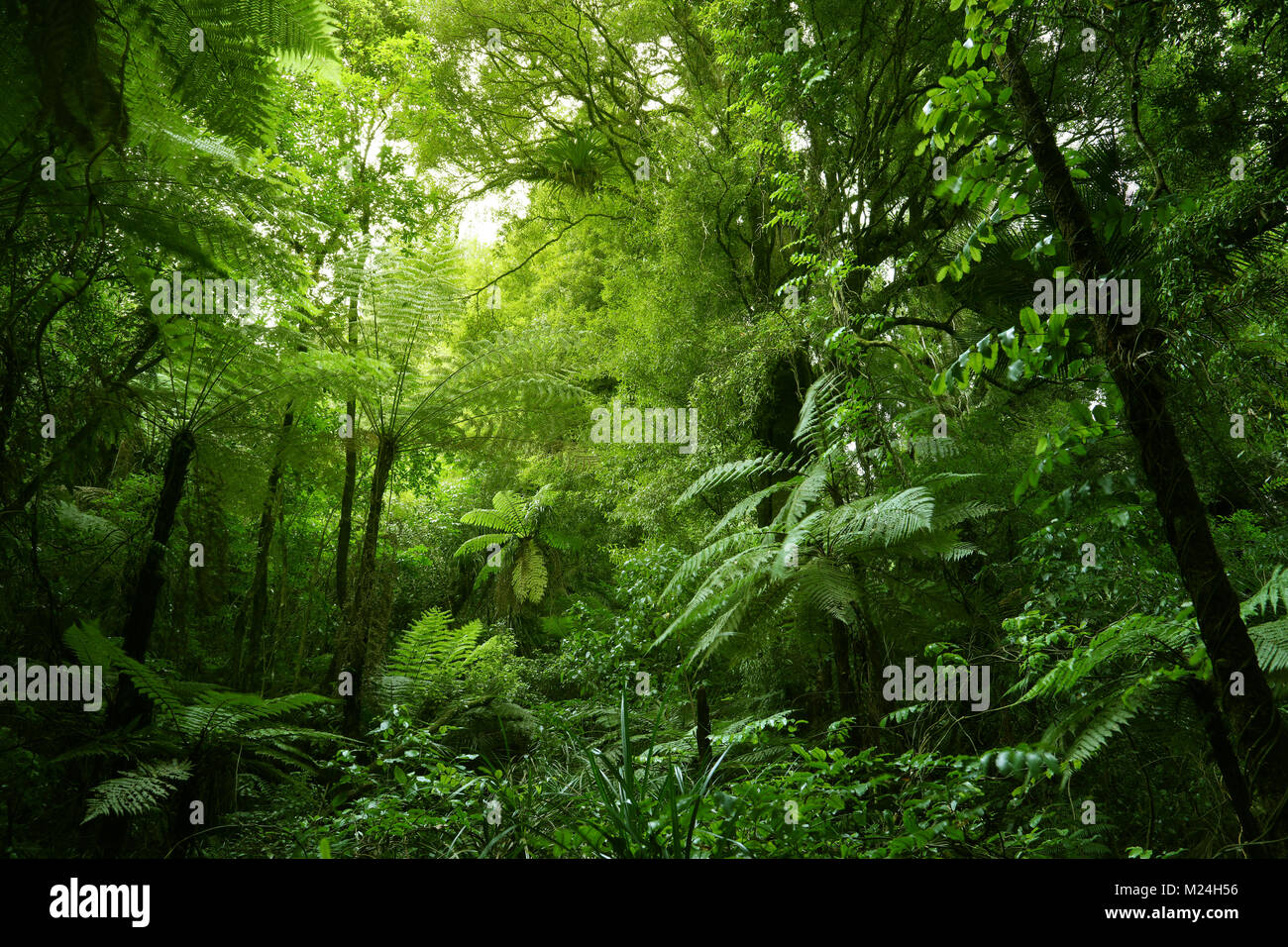 Green tree ferns in tropical jungle Stock Photo - Alamy