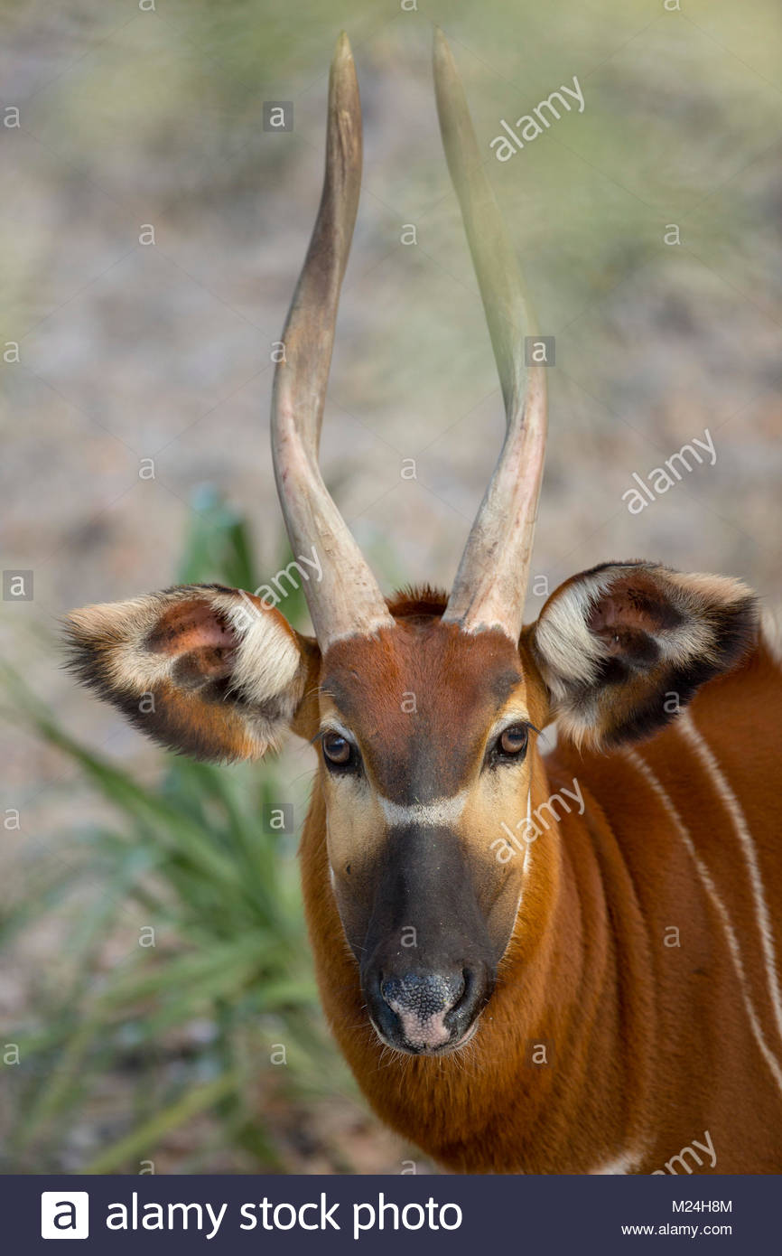 Ungulate Herbivore Stock Photos & Ungulate Herbivore Stock Images - Alamy